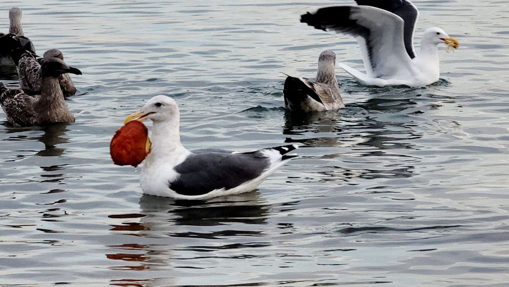 LAWSON’S LANDING - Updated December 2025 - 536 Photos & 267 Reviews ...