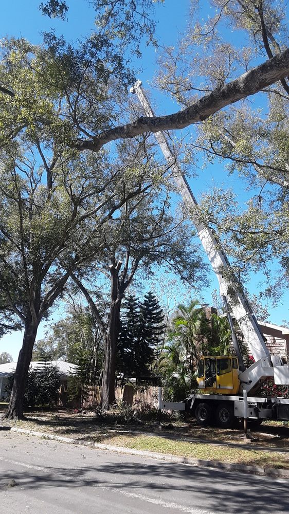 CLASSY OAK TREE CARE - Updated January 2026 - 18 Photos - Daytona Beach ...