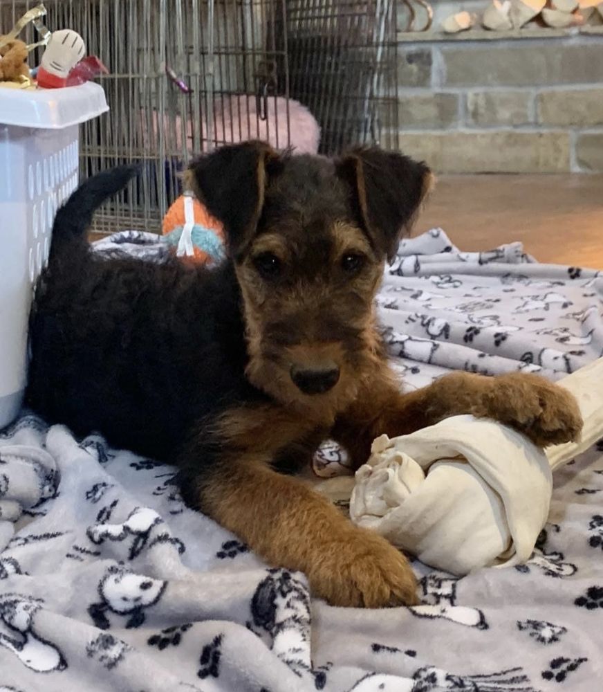 TEXTER TERRIERS - Tyler, Texas - Updated October 2024 - Pet Breeders ...