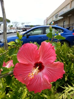 SERVCO SUBARU MĀPUNAPUNA - Updated December 2025 - 68 Photos & 257 ...