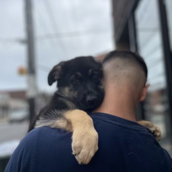 LISA’S ALL ISLAND K9 SERVICES - Updated December 2025 - 81 Photos ...