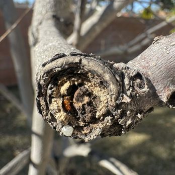 HOMESHIELD PEST CONTROL - Updated May 2025 - 228 Photos & 1173 Reviews ...