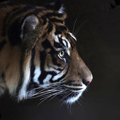 TIGER HOME INSPECTION - Updated December 2025 - 17 Photos & 177 Reviews ...