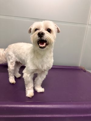 THE PETROPOLITAN - Updated January 2026 - 22 Photos - 101 - 131 9 ...