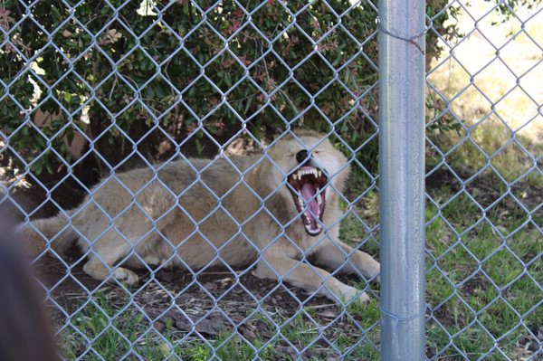 CALIFORNIA WOLF CENTER - 173 Photos & 101 Reviews - 470 K Q Ranch Rd ...