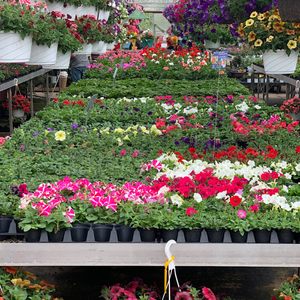 ROHR & SONS NURSERY & GARDEN CENTER - 5357 Everhard Rd NW, Canton, Ohio ...