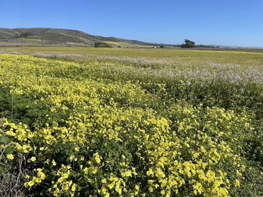 COWELL RANCH BEACH - Updated July 2025 - 570 Photos & 82 Reviews - Hwy ...