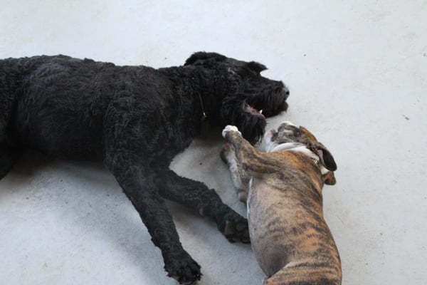 THE POOCH PITT - Updated December 2025 - 13 Photos & 47 Reviews - 2873 ...