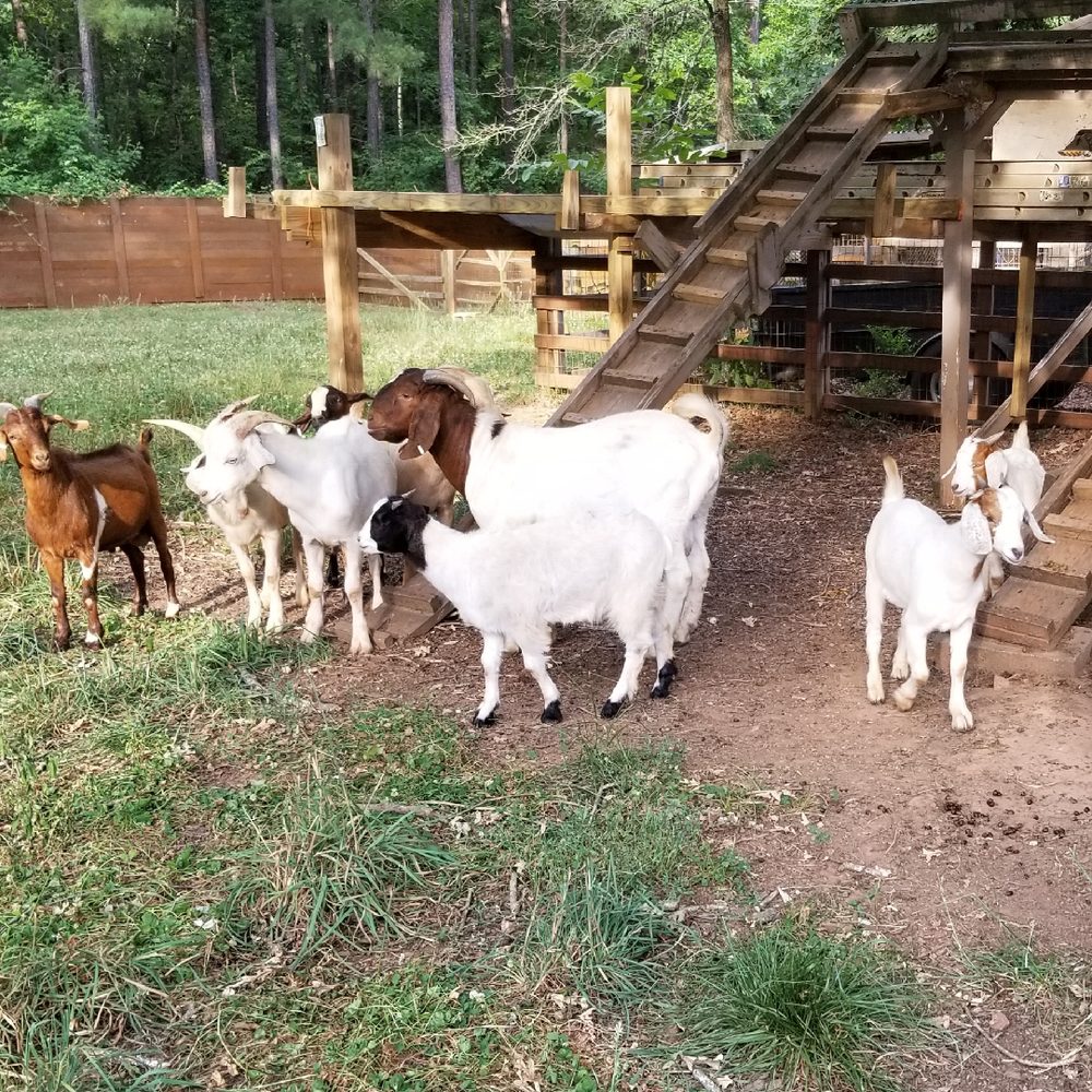 RUSS’S GOAT RANCH - Updated June 2024 - 171 Hawk Trl, Newborn, Georgia ...