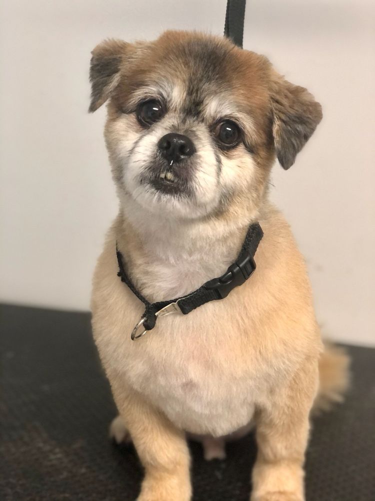 DELMAR DOG BUTLER - Updated October 2024 - 42 Herrick Ave, Delmar, New ...