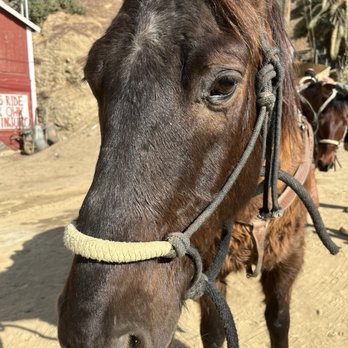 SUNSET RANCH HOLLYWOOD STABLES - Updated January 2025 - 1249 Photos ...