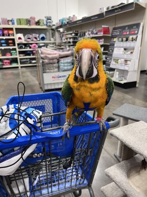 DALLAS PARROTS - Updated December 2025 - 35 Photos & 12 Reviews - 2608 ...