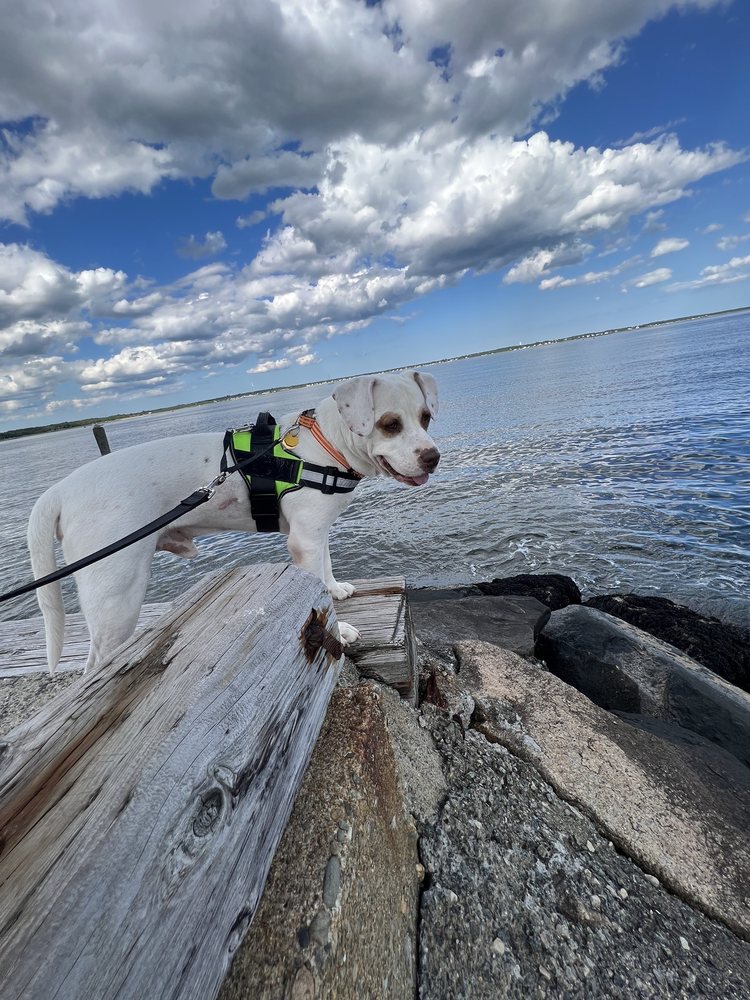 PAWS NEW ENGLAND - Updated October 2025 - 14 Photos & 13 Reviews ...