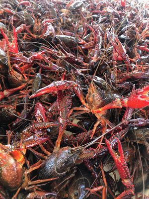LOU’S CRAWFISH - Updated December 2025 - 15 Photos - 669 Carriage House ...