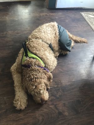 PETFIX NORTHEAST OHIO - Updated May 2026 - 15 Reviews - 885 E 222nd St ...