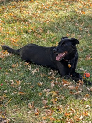 RUFF START RESCUE - Updated November 2025 - 14 Photos & 24 Reviews ...