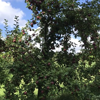 WILKENS FRUIT AND FIR FARM - Updated May 2025 - 350 Photos & 193 ...