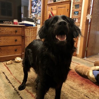 THE DOG SENSEI - Updated December 2025 - 349 Photos & 19 Reviews - 2661 ...