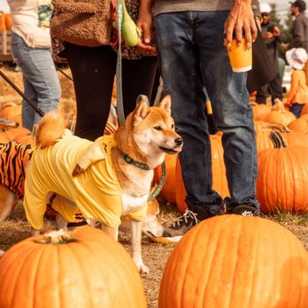 YESTERYEAR FARMS - Updated October 2025 - 200 Photos & 114 Reviews ...