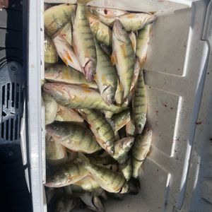 PORT CLINTON FISHERIES - Updated October 2025 - 2 Madison St, Port ...