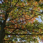 BEVIER PARK - 60 Photos - Disc Golf - 2255 Wt Yorkhouse Rd, Waukegan ...