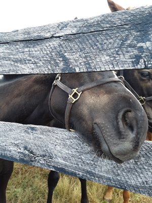 MAGDALENA FARM - 12 Photos - 2651 Russell Cave Rd, Lexington, Kentucky ...
