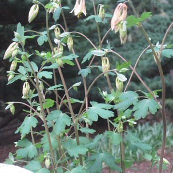 COKER ARBORETUM - Updated August 2025 - 56 Photos & 16 Reviews - 399 E ...