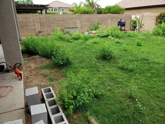 TREE PROS - Updated October 2025 - 52 Photos & 226 Reviews - 2836 W ...