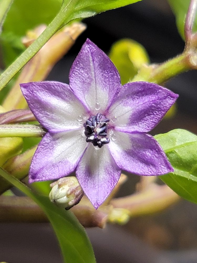 PORCH PEPPER PROJECT - Updated November 2024 - Las Vegas, Nevada ...