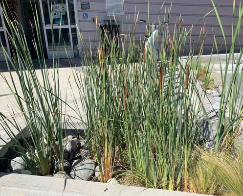 ENCINO-TARZANA BRANCH LIBRARY - Updated September 2025 - 35 Photos & 71 ...