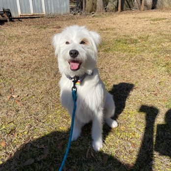 SNAZZY DOG PET SPA - Updated August 2025 - 15 Photos - 1108 Woodstock ...