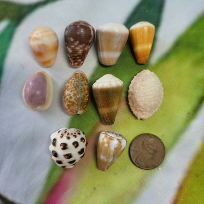 NORTHSHORE SHELLS OF OAHU - Updated December 2025 - 79 Photos - Kailua ...