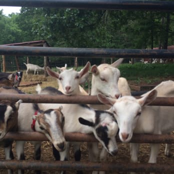 CAROMONT FARM - Updated January 2026 - 86 Photos - 9261 Old Green Mountain Rd, Esmont, Virginia ...