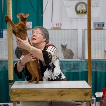 HOUSTON CAT SHOW - Updated December 2025 - 1001 Avenida De Las Americas ...