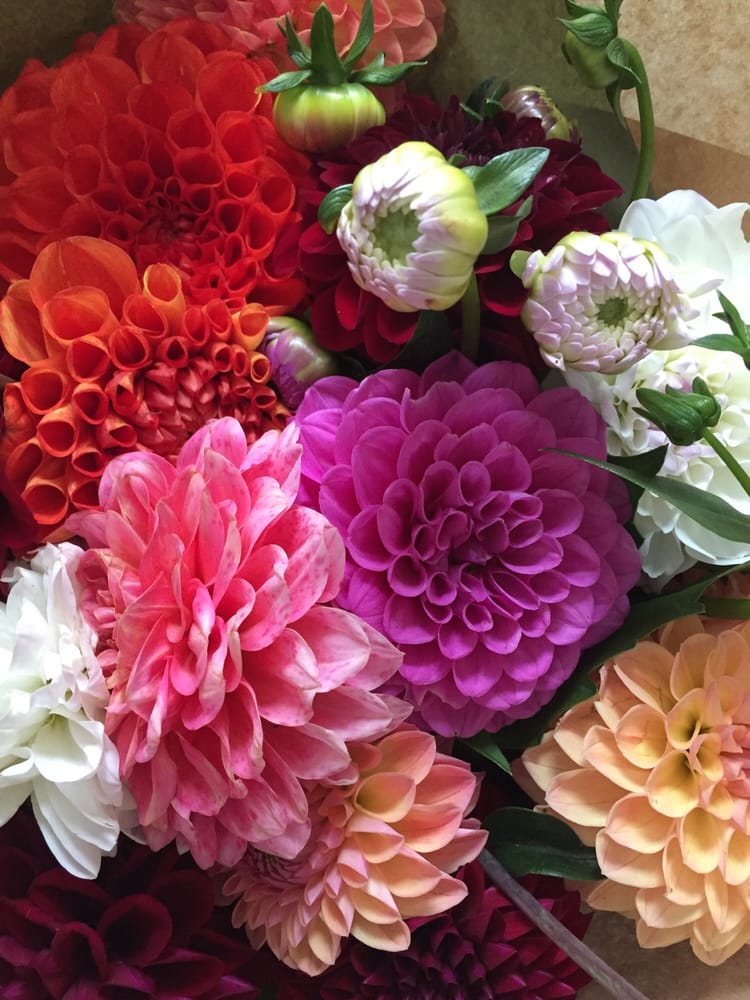 AROMA BLOMSTER - Updated February 2025 - Vesterbrogade 61, København ...