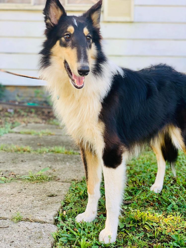 MAGIC CITY COLLIES - Updated May 2024 - Request Information ...