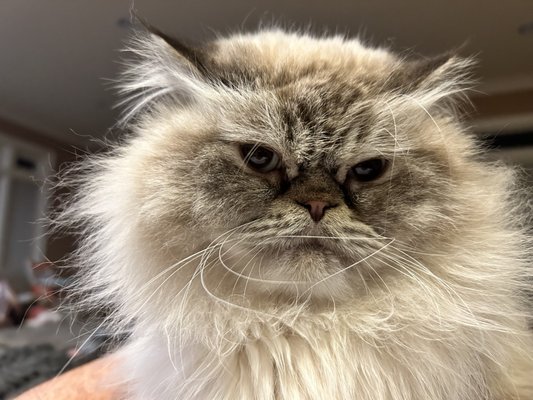 GROOMIT - Updated August 2025 - 310 Photos & 307 Reviews - New York ...