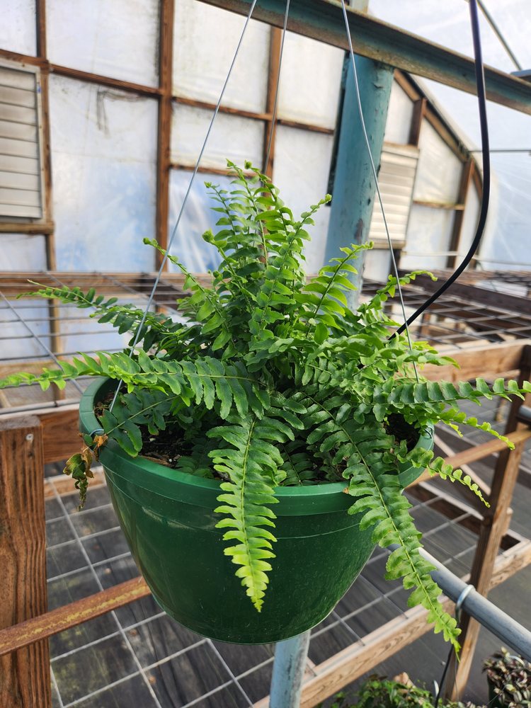 BLUE RIDGE GREENHOUSE & GARDEN CENTER - Updated August 2025 - 4904 ...