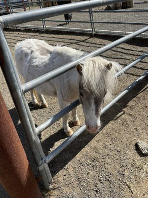 R-WILD HORSE RANCH - Updated September 2025 - 79 Photos & 25 Reviews ...