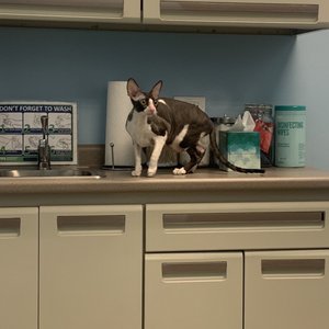 DUKE ANIMAL HOSPITAL - Updated November 2025 - 42 Photos & 257 Reviews ...