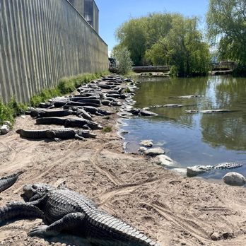 COLORADO GATORS REPTILE PARK - Updated October 2025 - 253 Photos & 87 ...