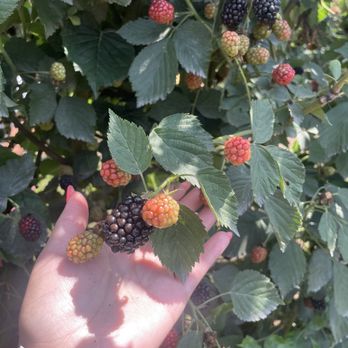 BUTLER’S ORCHARD - Updated October 2024 - 718 Photos & 397 Reviews ...