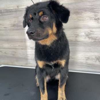 PET GROOMING - Updated December 2025 - 14 Photos & 17 Reviews - Oakley ...