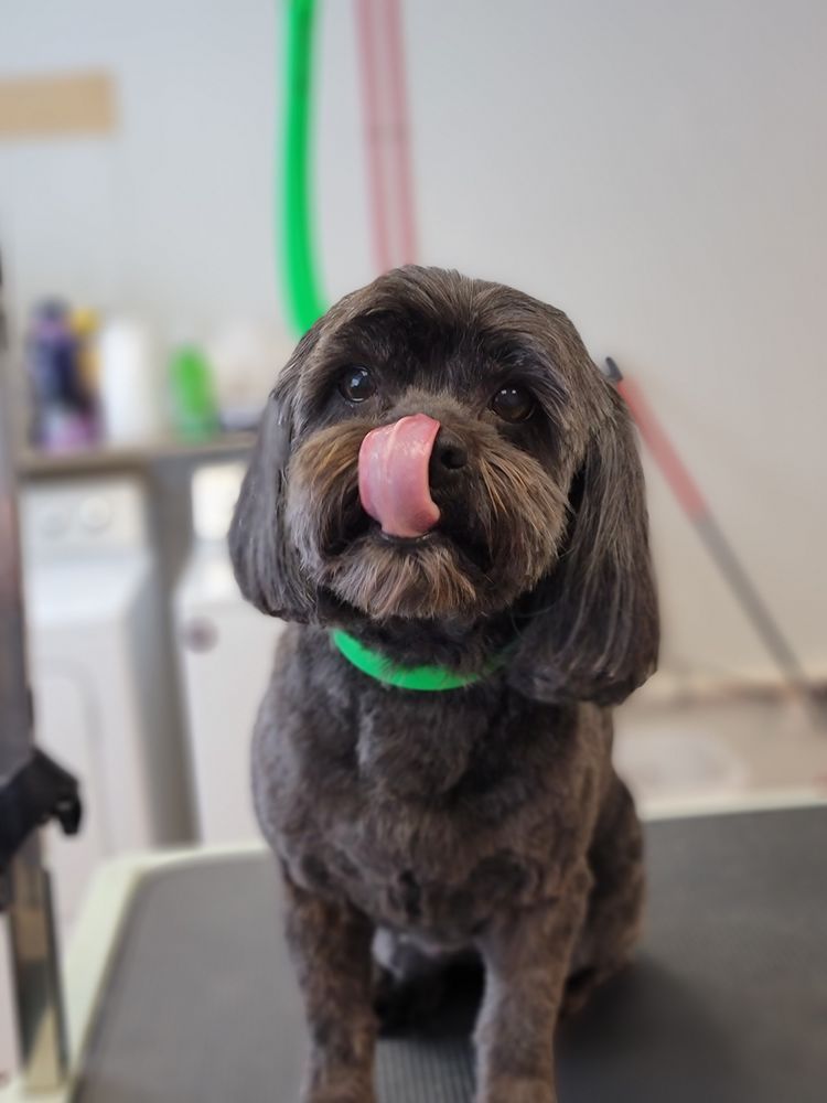 DIRTY PAWS DOG SPAW - Updated October 2025 - 31 Photos - 247 Empire ...