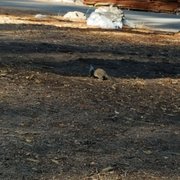 SENTINEL CAMPGROUND - 43 Photos & 17 Reviews - Campgrounds - Cedar ...