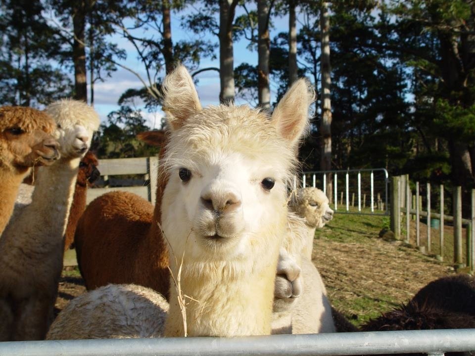 GUMTREE GULLY ALPACAS - 161 Cowan Bay Rd, Auckland, New Zealand - Yelp