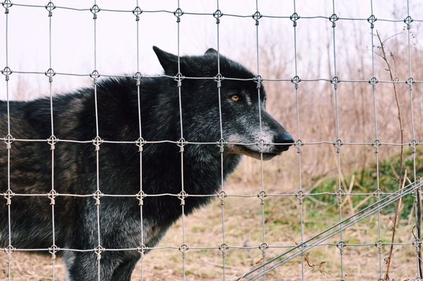 THE WOLF SANCTUARY OF PA - 254 Photos & 78 Reviews - 465 Speedwell ...