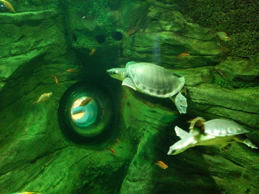 SEA LIFE MANCHESTER - Updated September 2024 - Barton Square, The ...