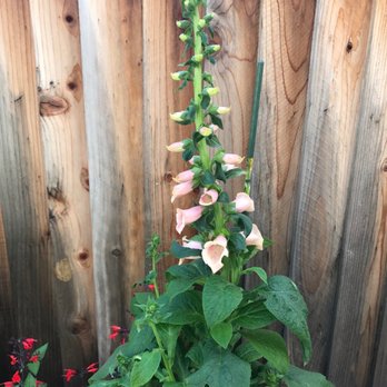 ALDEN LANE NURSERY - Updated April 2025 - 416 Photos & 227 Reviews ...