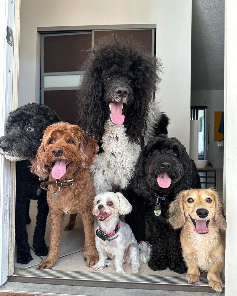 THE CARING PAWS - Updated December 2025 - 37 Photos - Miami, Florida ...